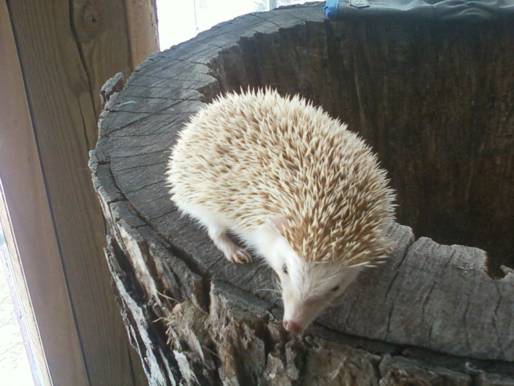 Petting Zoo Personality: Fluffy the African Pygmy Hedgehog – City of ...